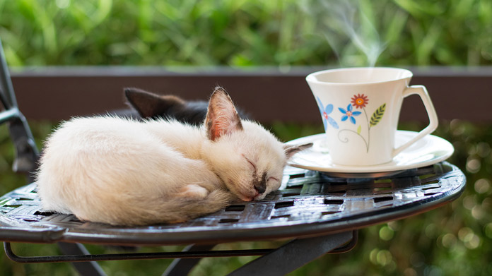 Cómo iniciar un café para gatos
